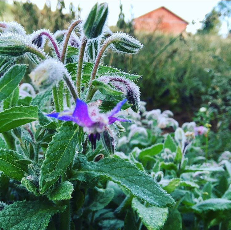 Borage – Green Lake Farm