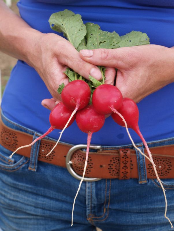 Raxe Raddish – Green Lake Farm